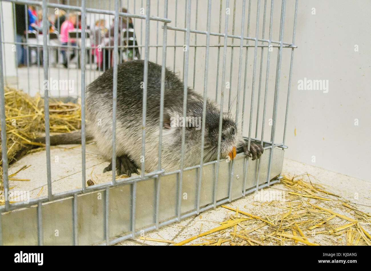 National exhibition of farming animals Chovatel 2017 (Animal breeding ...