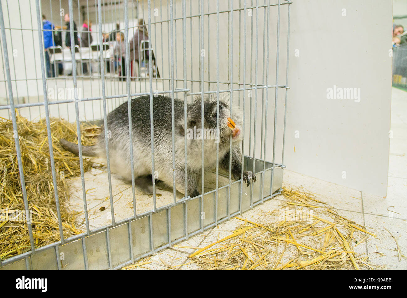 National exhibition of farming animals Chovatel 2017 (Animal breeding ...