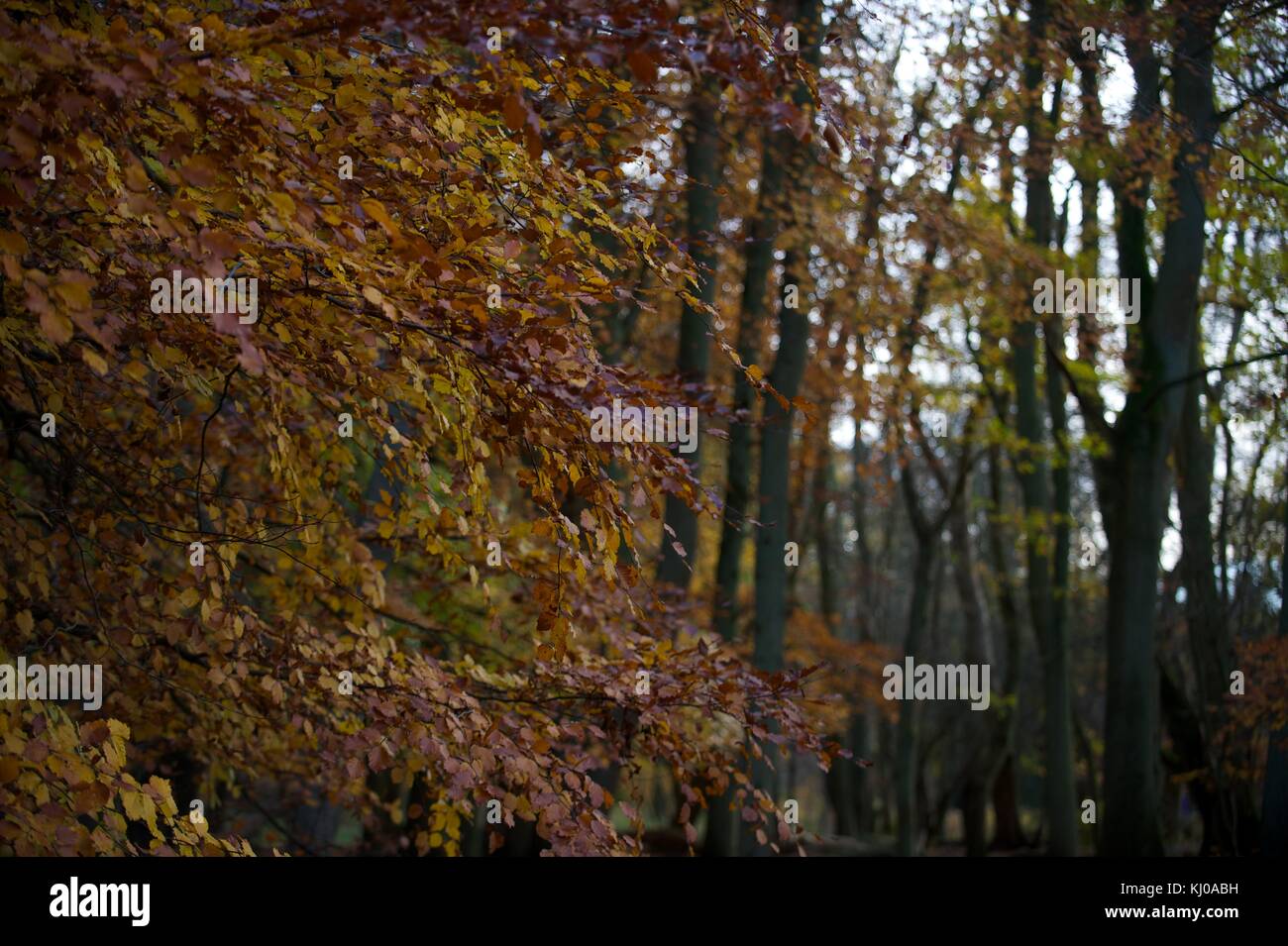 Ashridge estate autumn hi-res stock photography and images - Alamy
