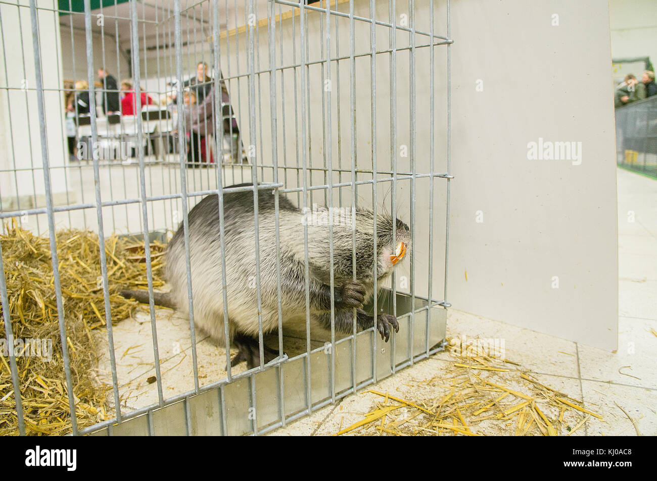 National exhibition of farming animals Chovatel 2017 (Animal breeding ...