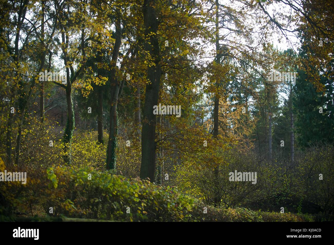 Ashridge park woods hi-res stock photography and images - Alamy