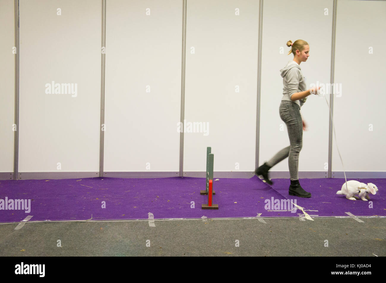 Rabbit Jumping, Hopping, Bunny Hop, National exhibition of farming ...