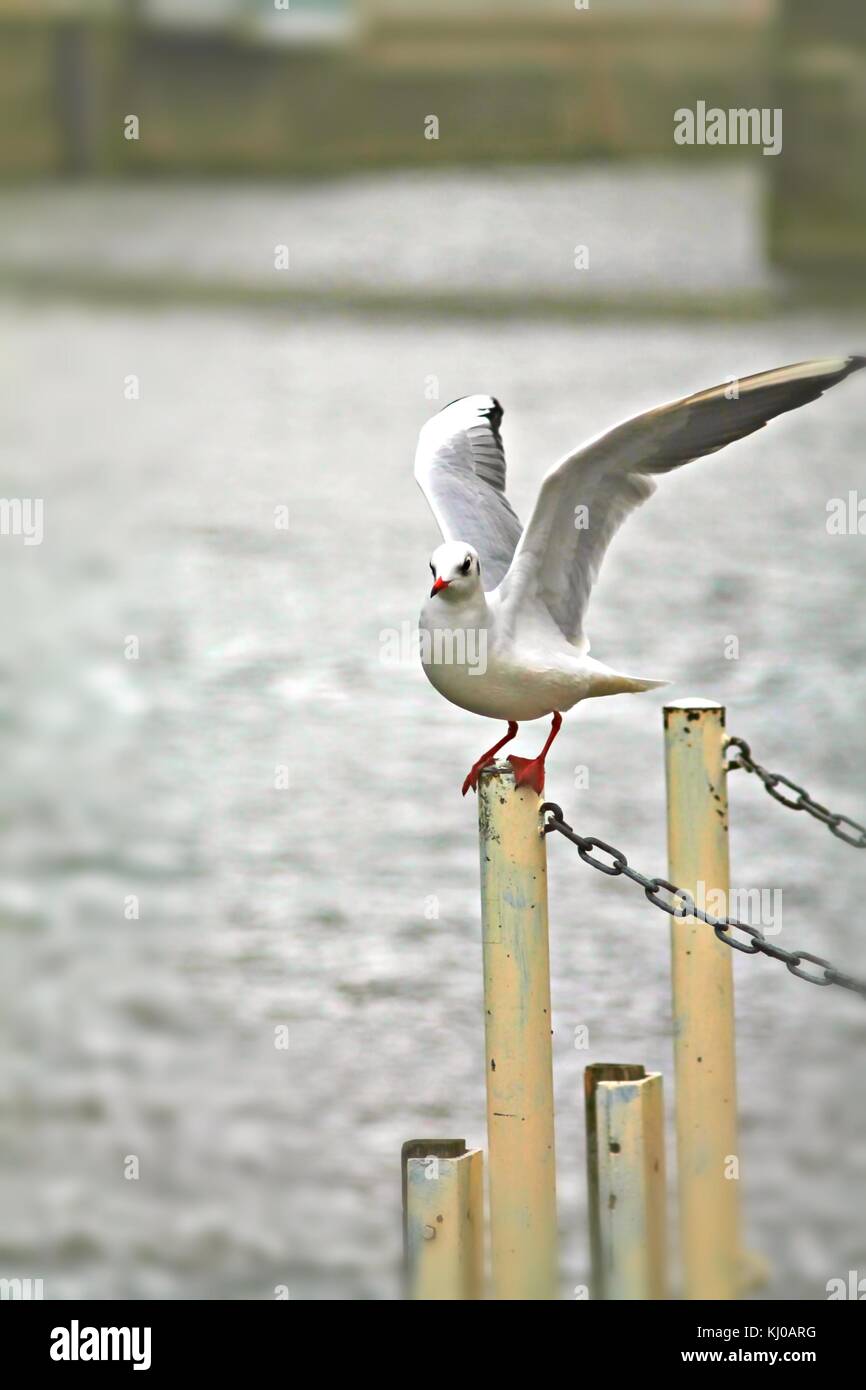 Dropping wings hi-res stock photography and images - Alamy