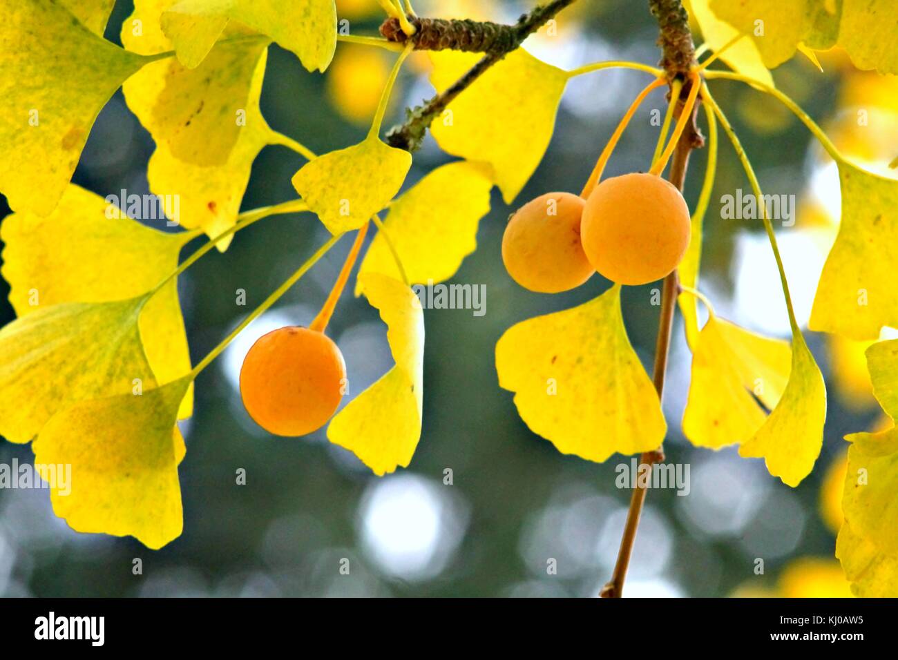 Branche of ginkgo bilboa tree with yellow leaves and ripe fruits Stock ...