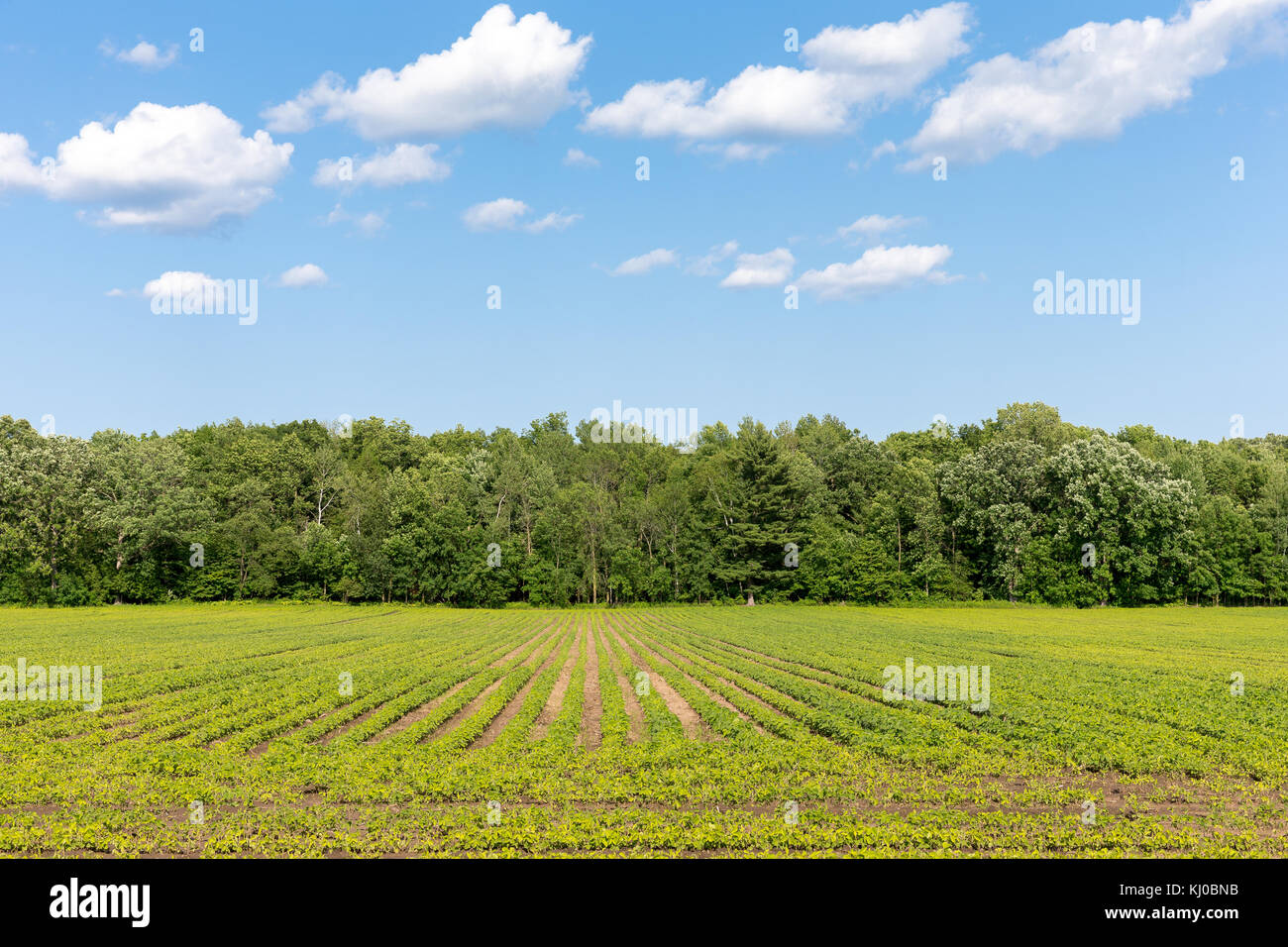 Crop rows leading to trees and blue sky with clouds and copy space if ...