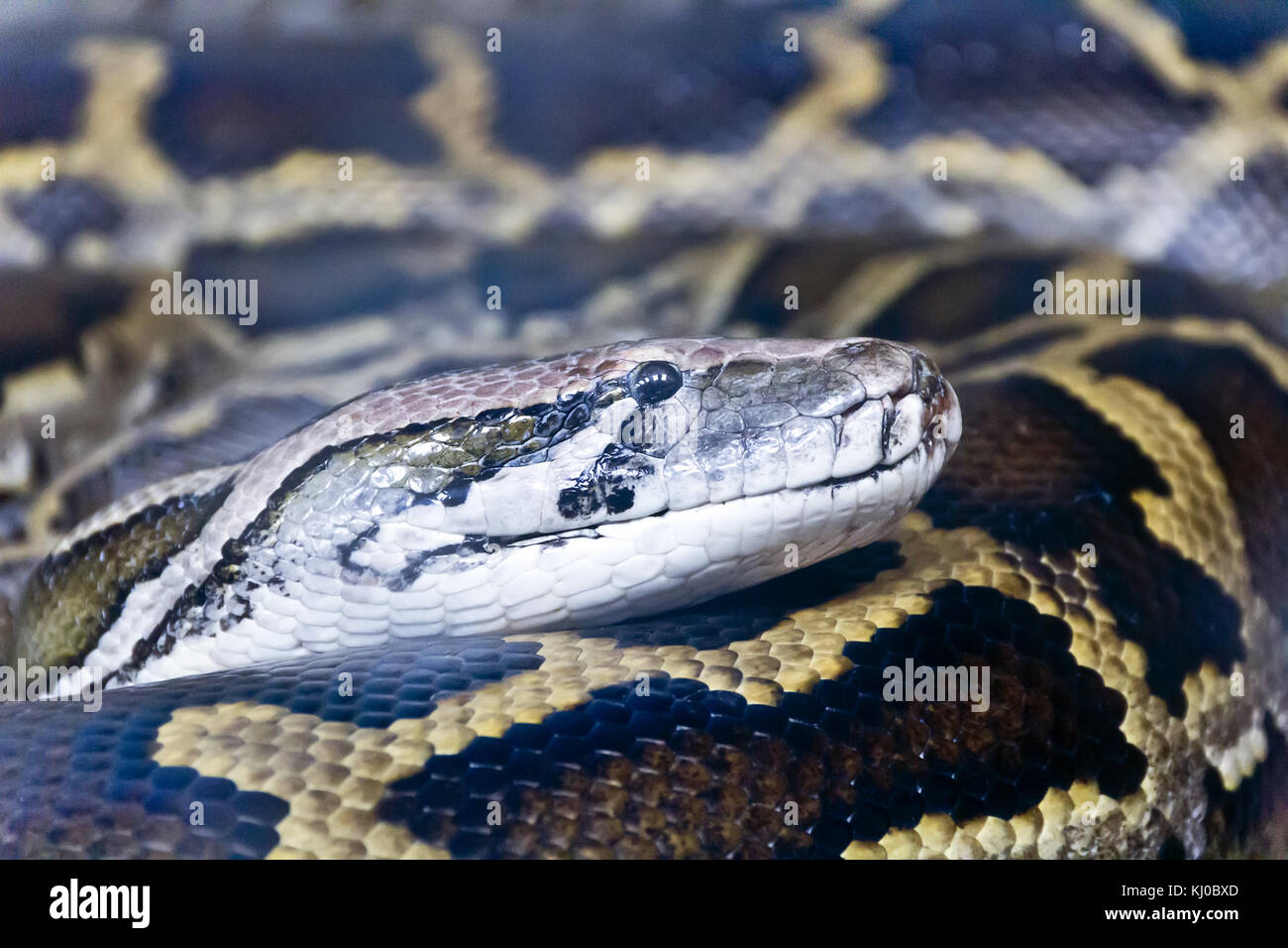 Photo of reticulated python head close up Stock Photo - Alamy