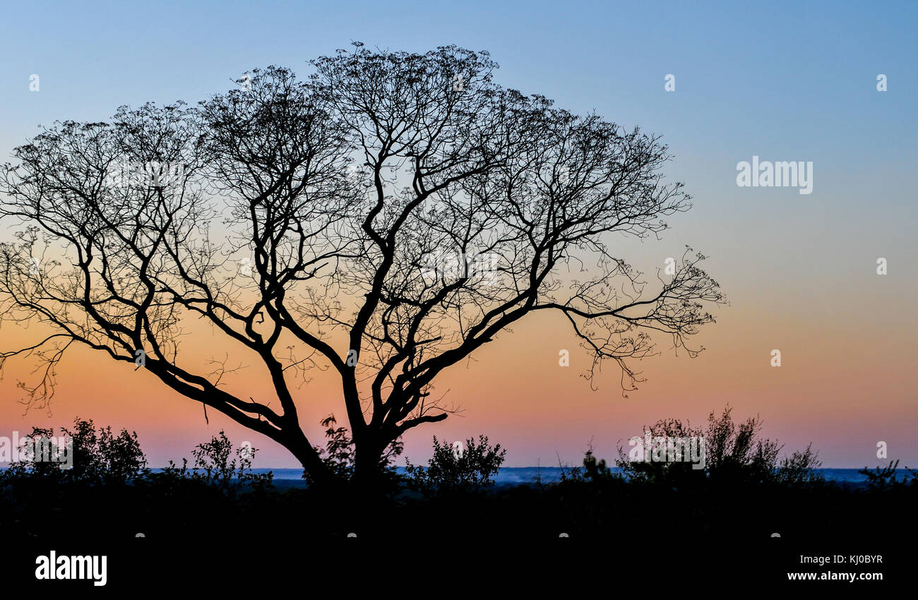 Landscape with an african tree at sunset, Zambia, Africa Stock Photo ...
