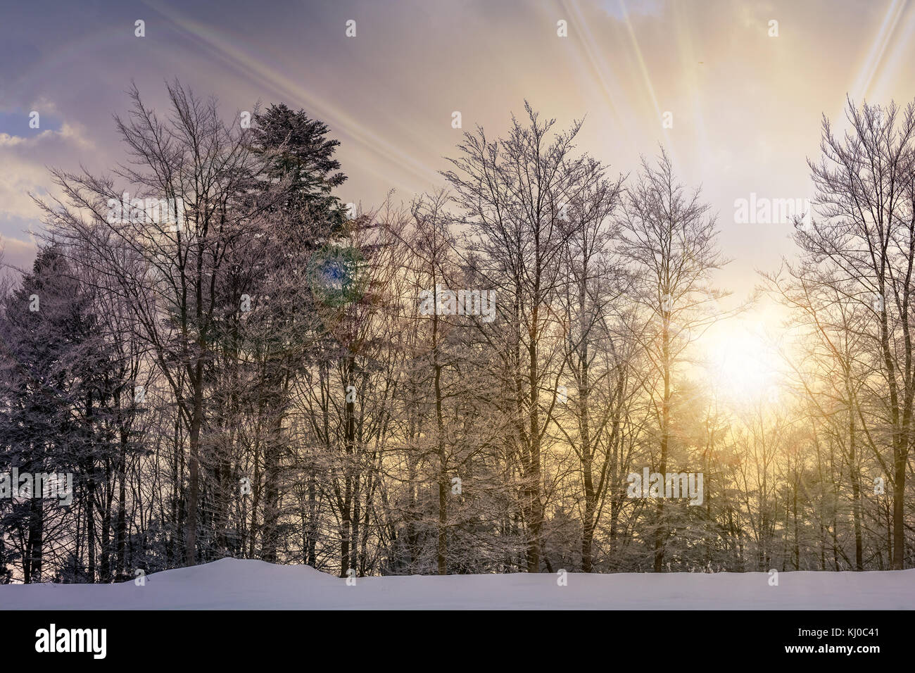 forest on snowy hillside at sunset. beautiful nature background Stock ...