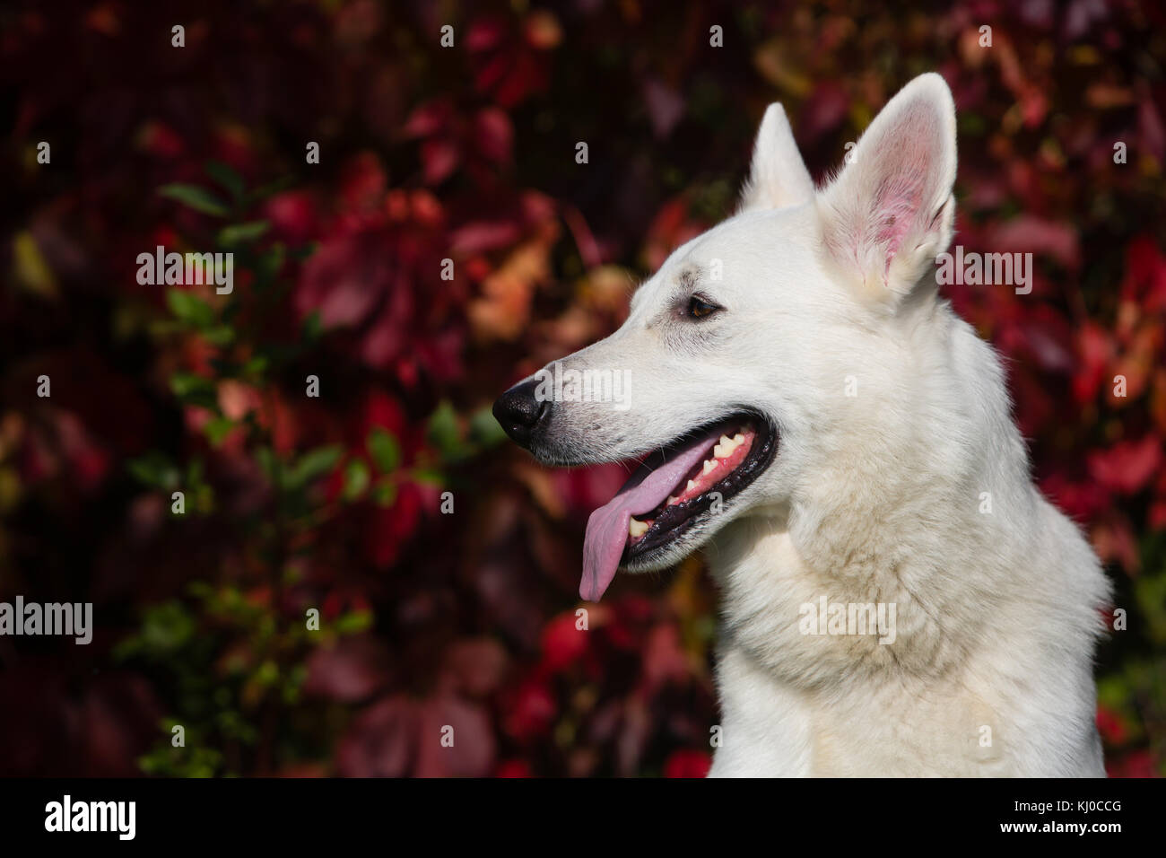 White Swiss shepherd dog Stock Photo - Alamy