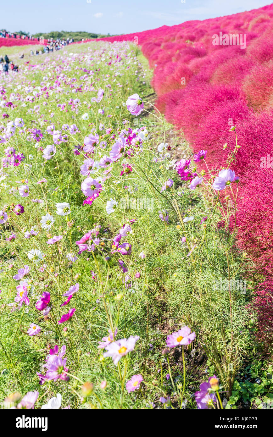 Kochia and cosmos bush with hill landscape Mountain,at Hitachi Seaside ...