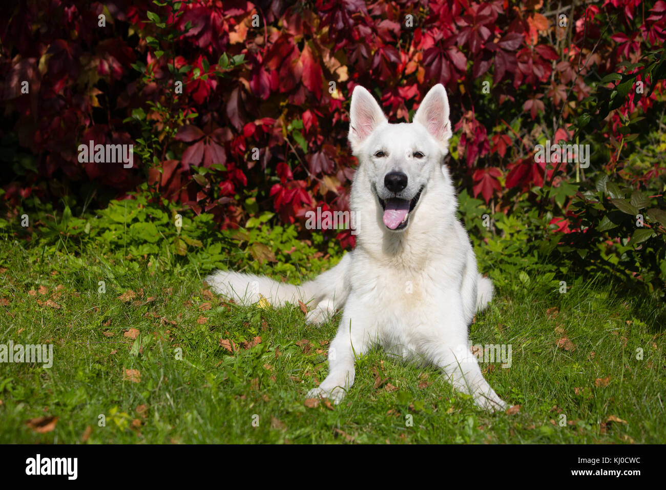 White sheepdog hi-res stock photography and images - Alamy