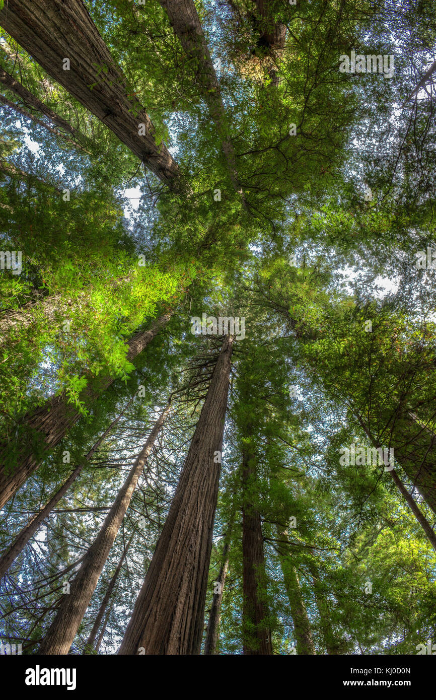 Perspective redwood national park hi-res stock photography and images ...