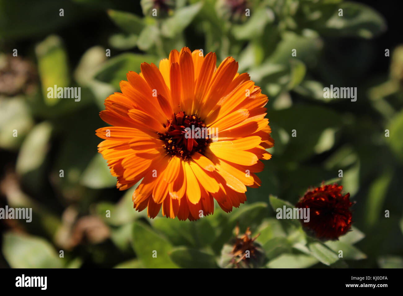 Common marigold (Calendula officinalis) orange flower, decorative and ...