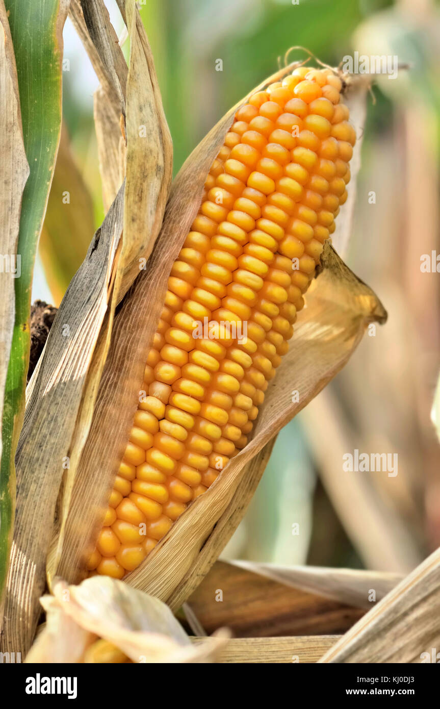 Ear of maize hi-res stock photography and images - Alamy