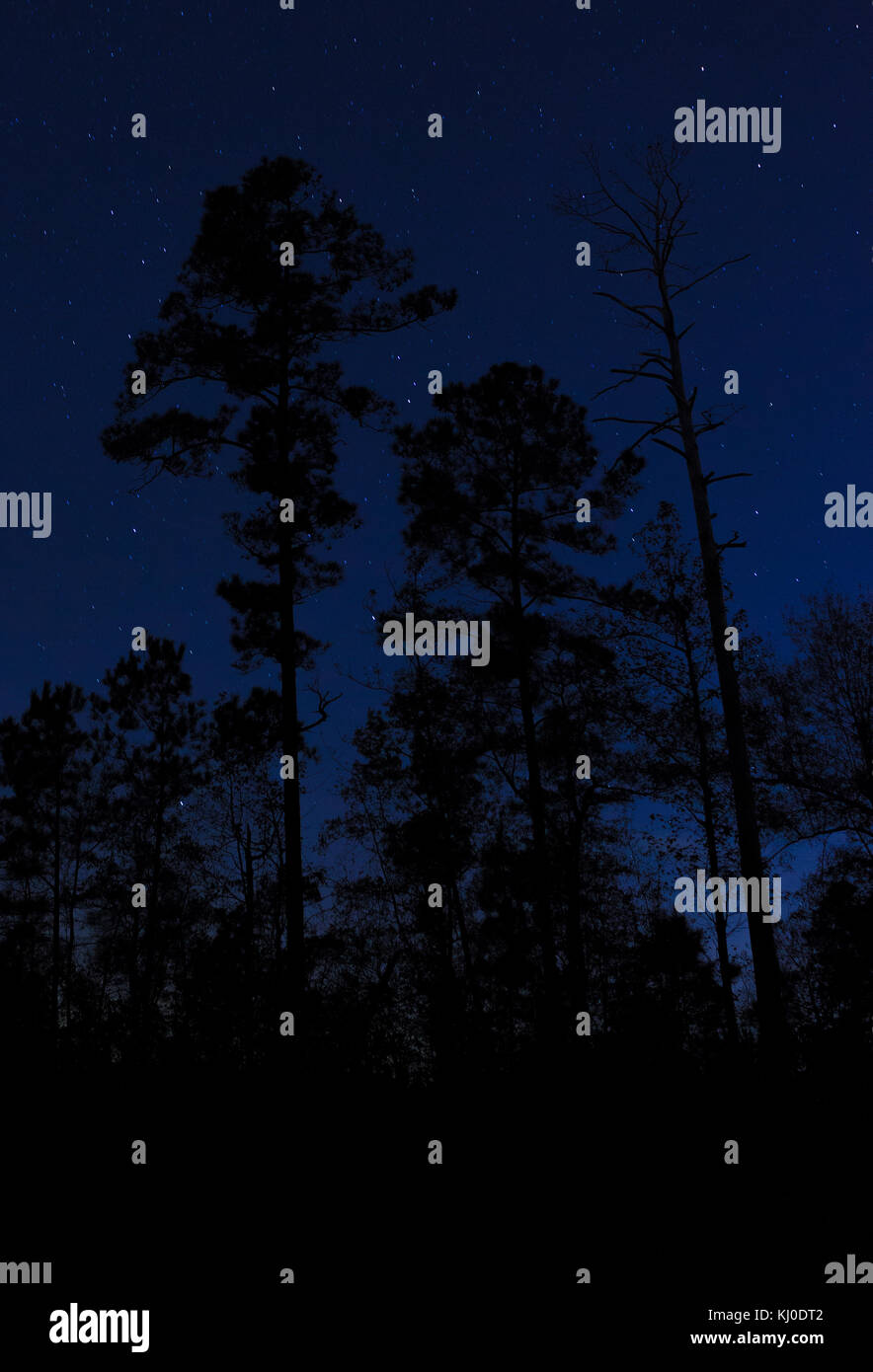Stars shining behind a pair of tall trees Stock Photo - Alamy