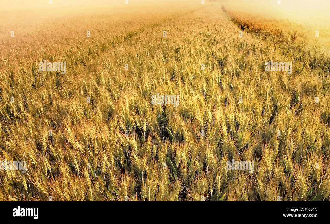 field of golden wheat at sunset Stock Photo - Alamy