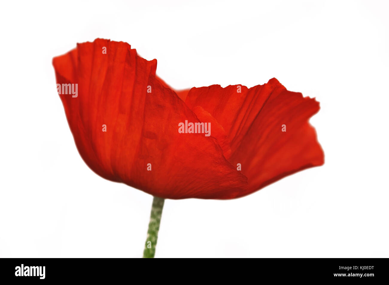 beautiful poppy isolated on white background Stock Photo - Alamy