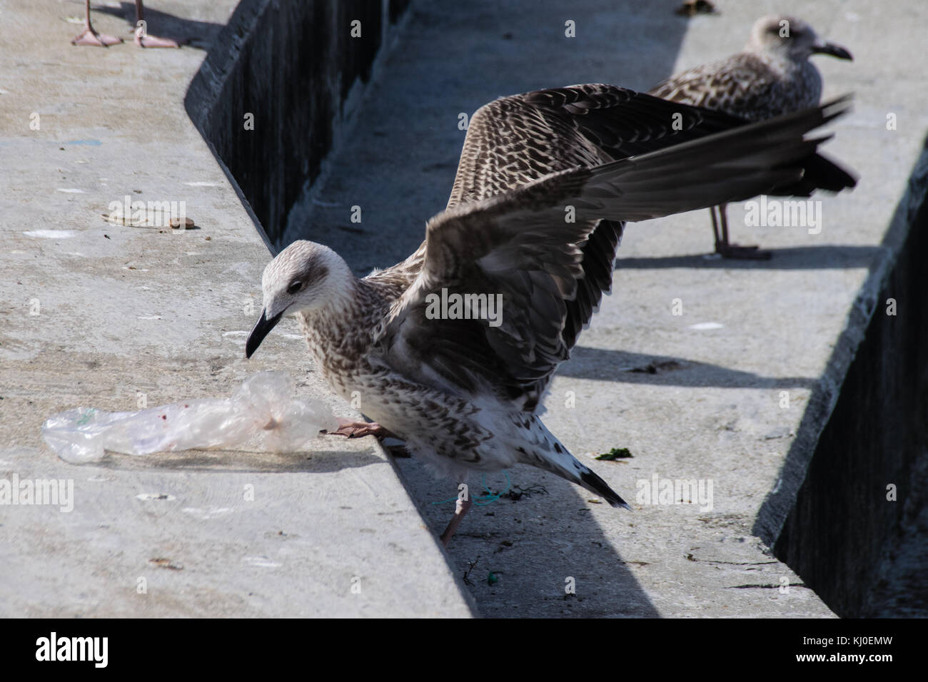 Gull plastic bag bird hi-res stock photography and images - Alamy