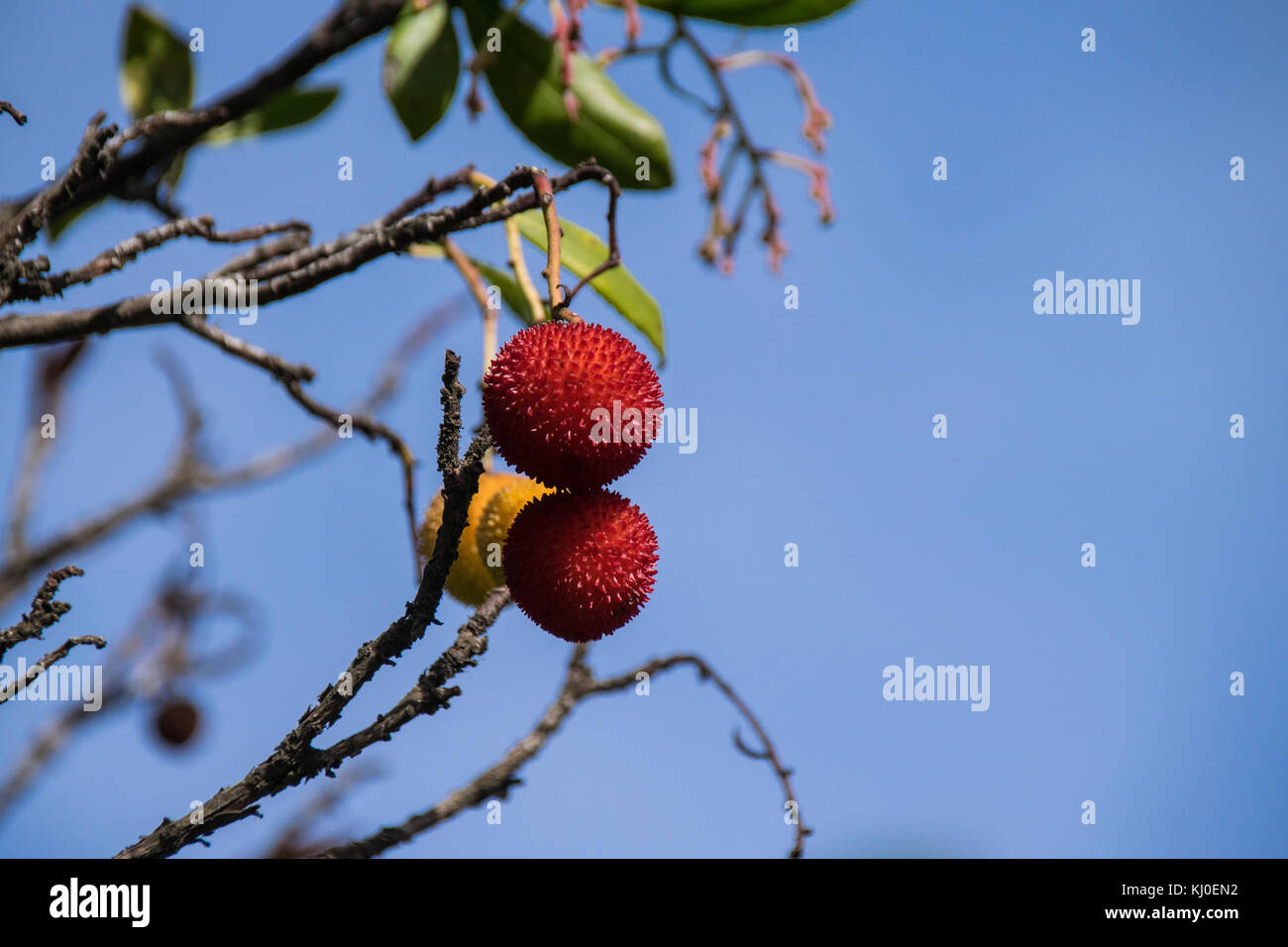 Ripe lychee fruit Stock Photo - Alamy