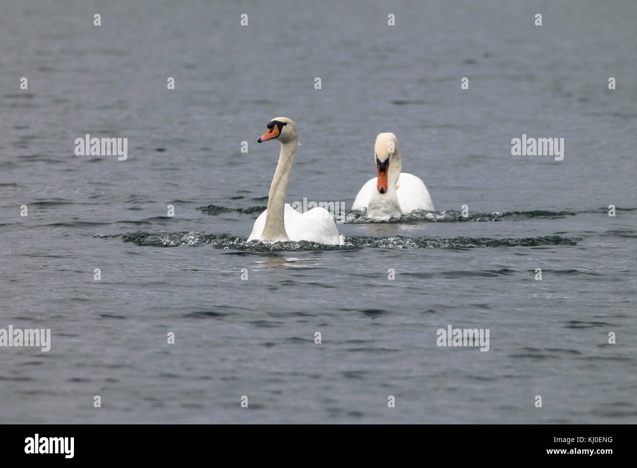 Adult swan displaying busking behaviour and driving out adult swan from ...