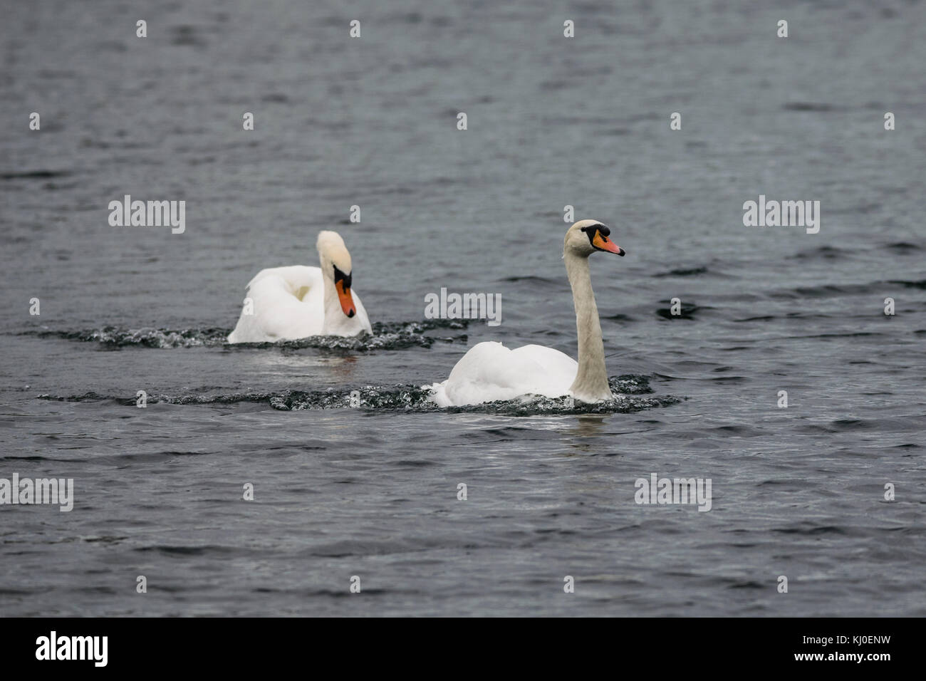 Busking behaviour hi-res stock photography and images - Alamy