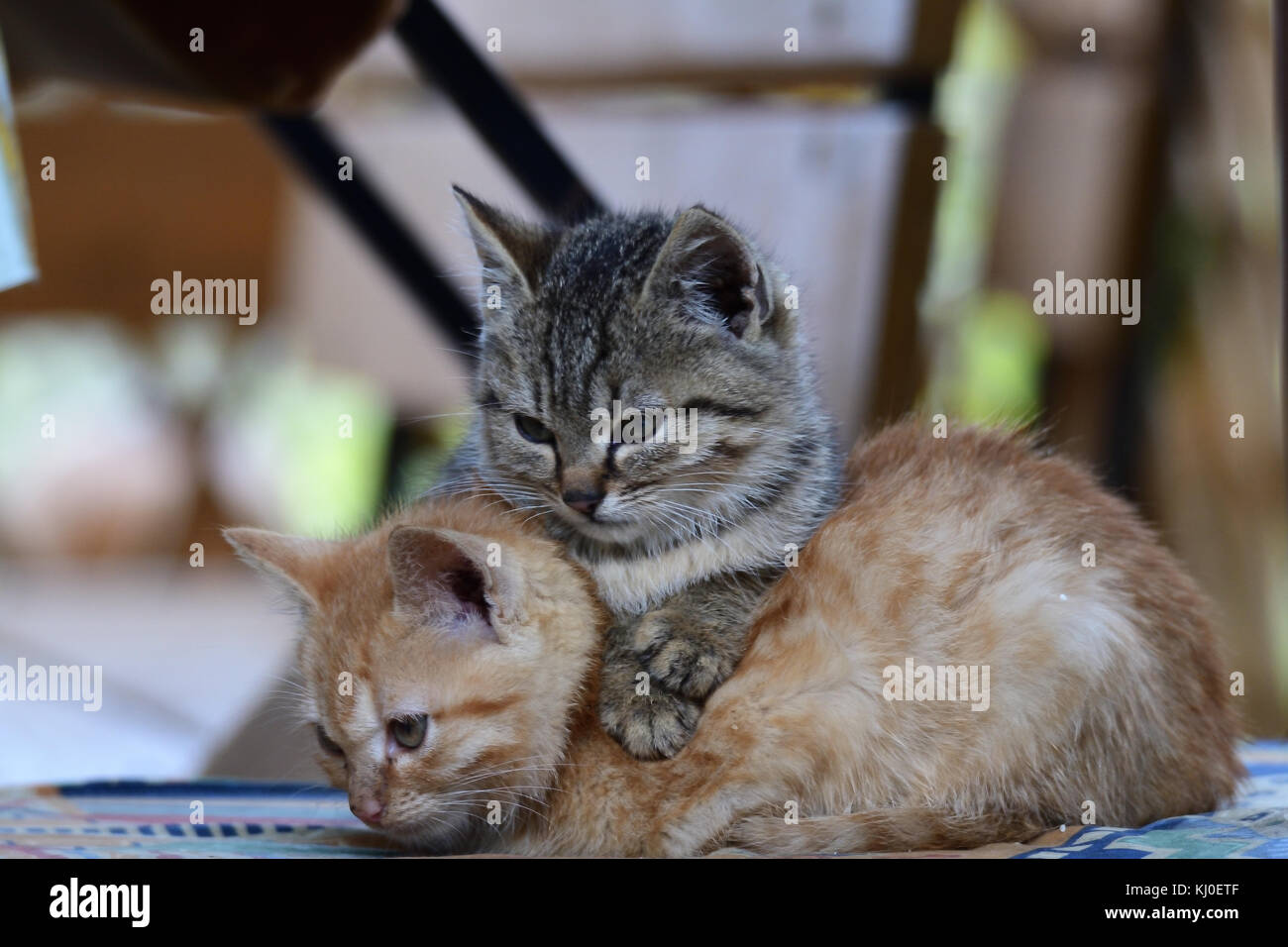 portrait of small kitten snuggling together Stock Photo - Alamy