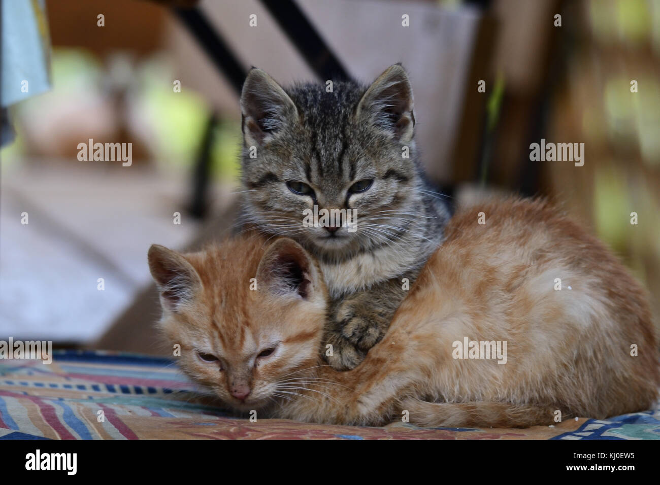portrait of small kitten snuggling together Stock Photo - Alamy