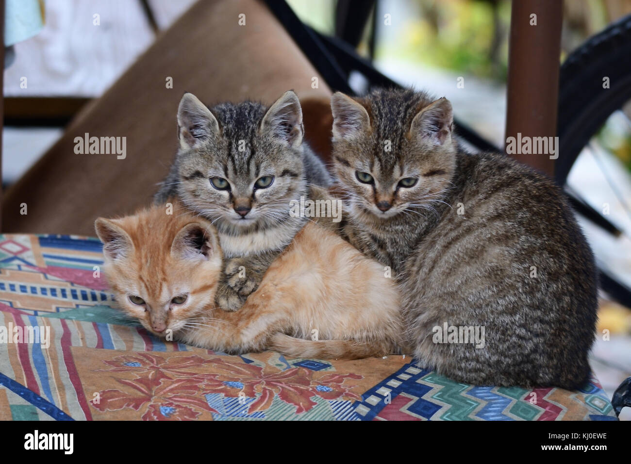 portrait of small kitten snuggling together Stock Photo - Alamy