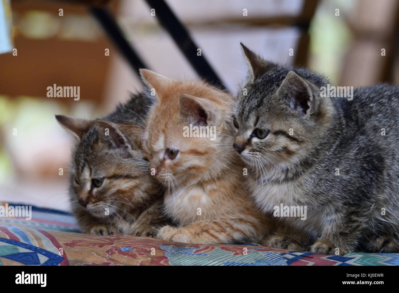 portrait of small kitten snuggling together Stock Photo - Alamy
