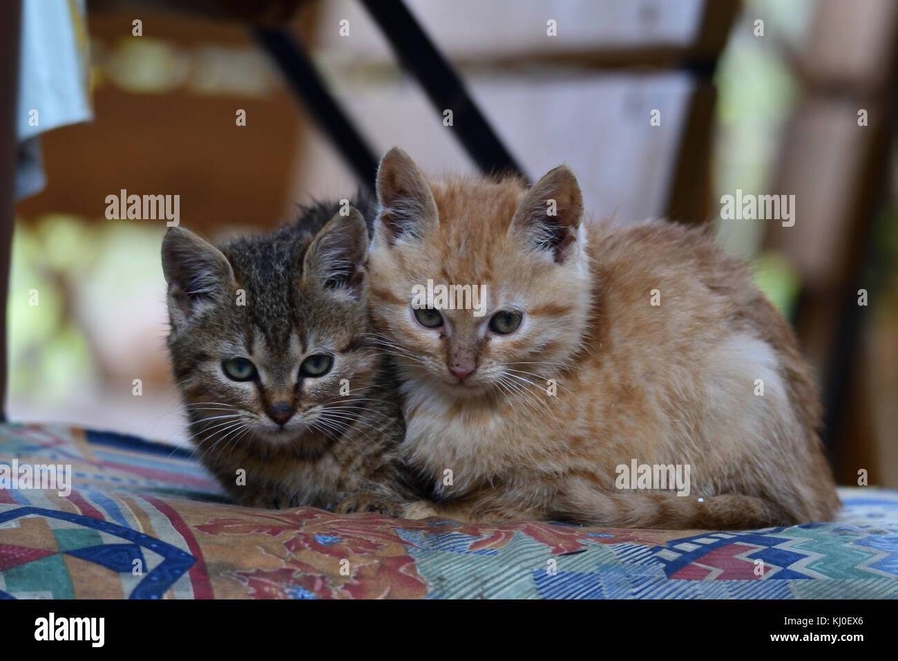 portrait of small kitten snuggling together Stock Photo - Alamy