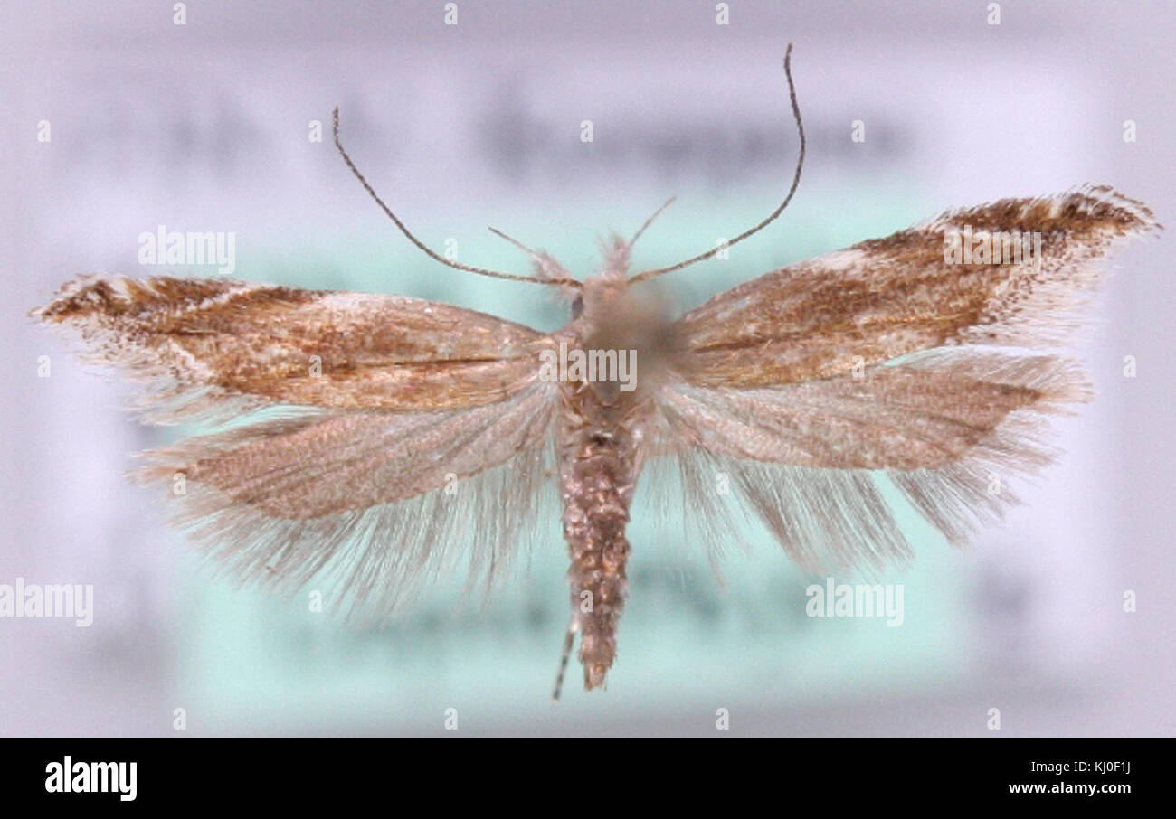 Sophronia hi-res stock photography and images - Alamy