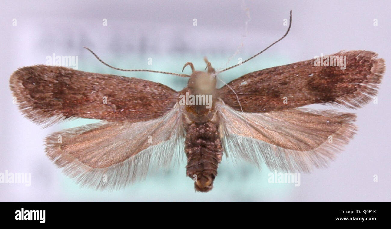 Fuscella hi-res stock photography and images - Alamy