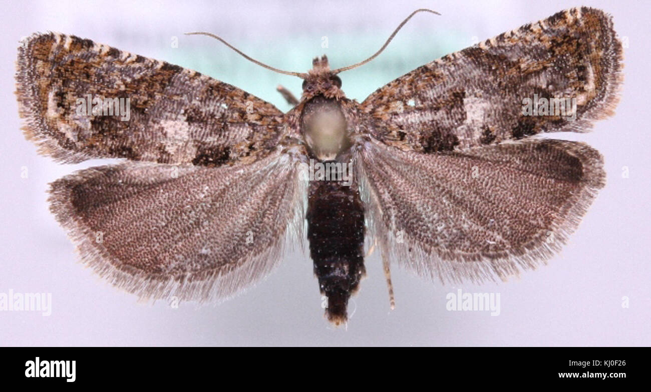 Epiblema hi-res stock photography and images - Alamy