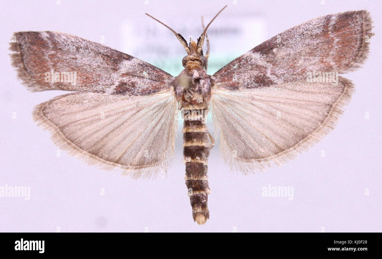 Laodamia hi-res stock photography and images - Alamy