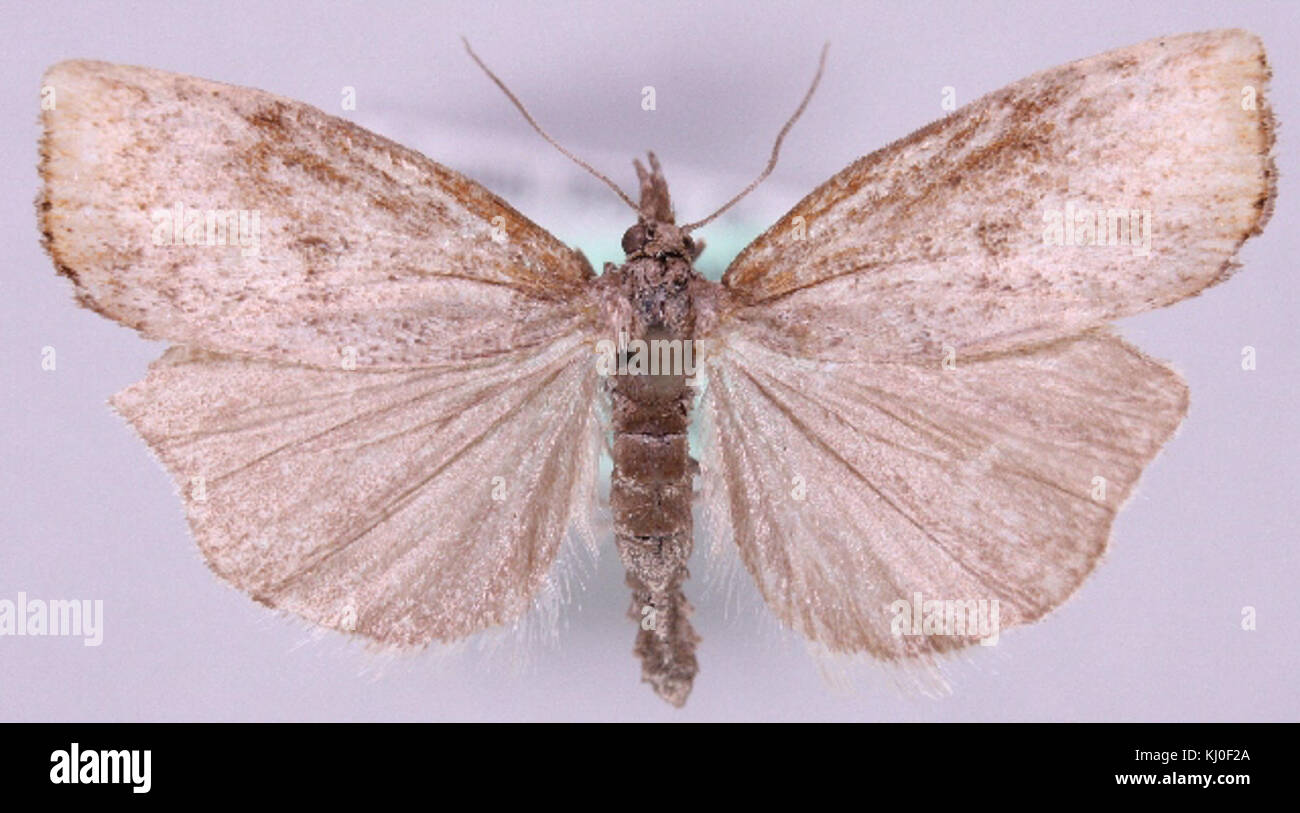 Pediasia hi-res stock photography and images - Alamy