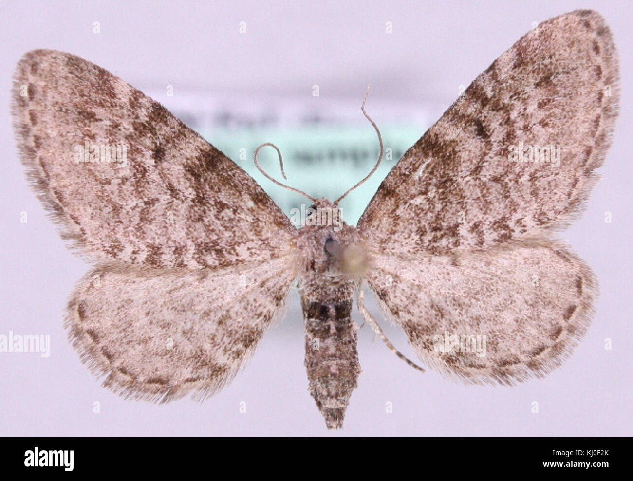 Eupithecia intricata BOLD Stock Photo - Alamy