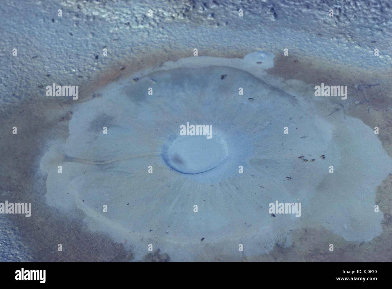 A study of a mud area within a lake, focusing on its geological ...
