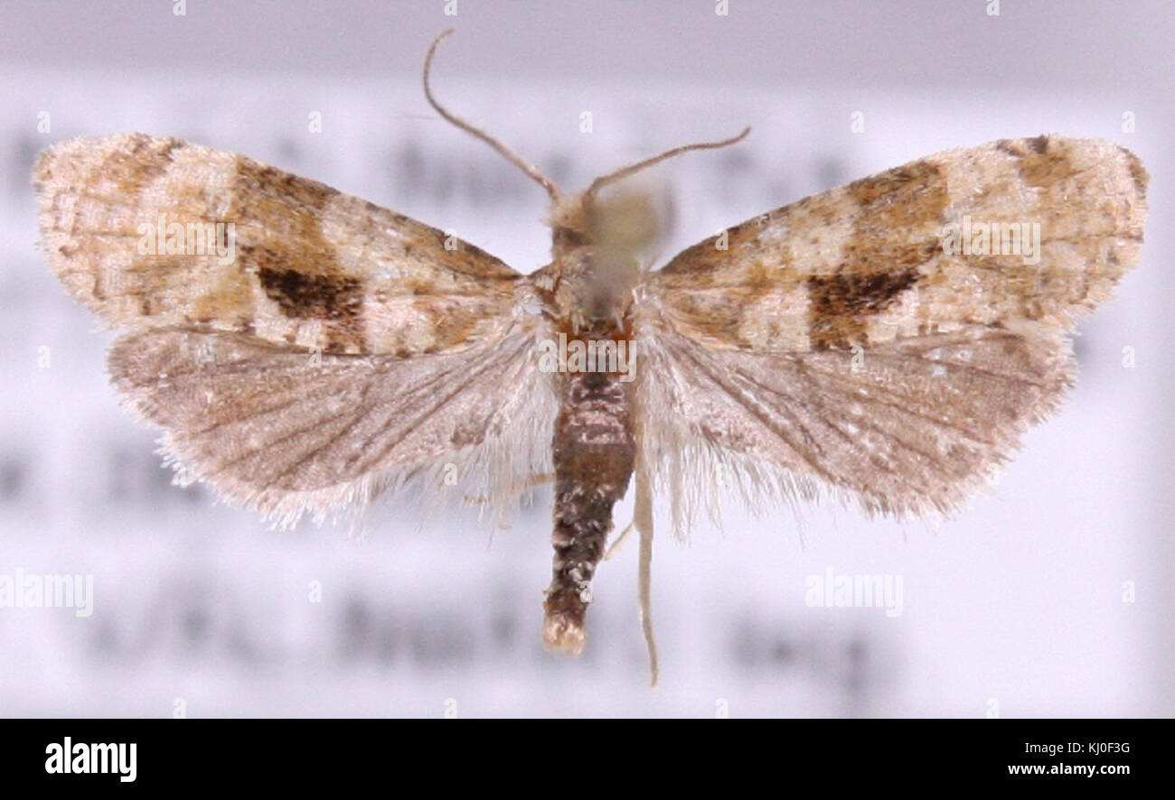 Gynnidomorpha alismana hi-res stock photography and images - Alamy