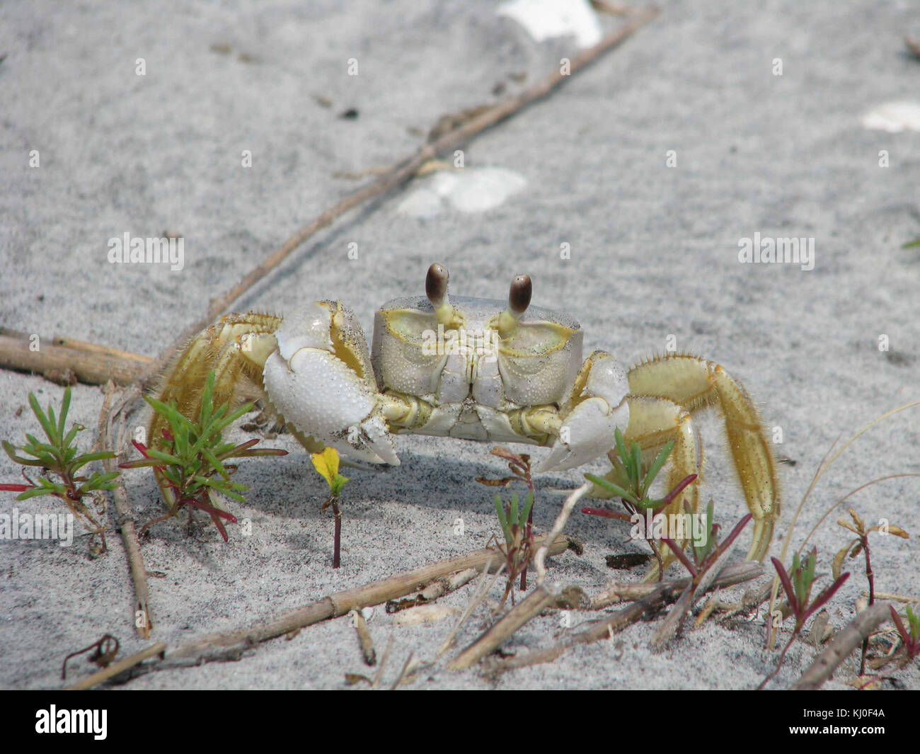 Ghost crab ocypode Stock Photo - Alamy