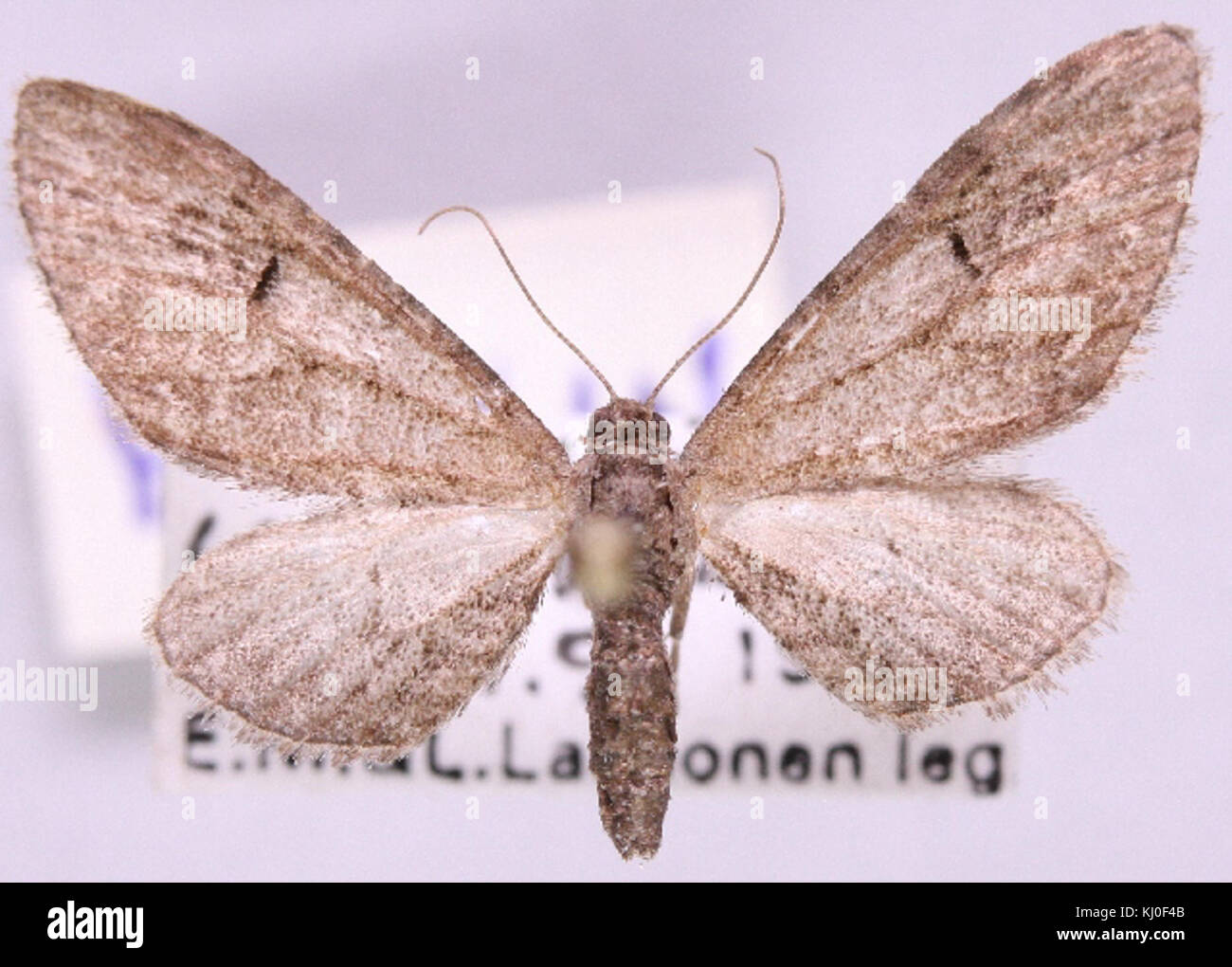 Innotata hi-res stock photography and images - Alamy