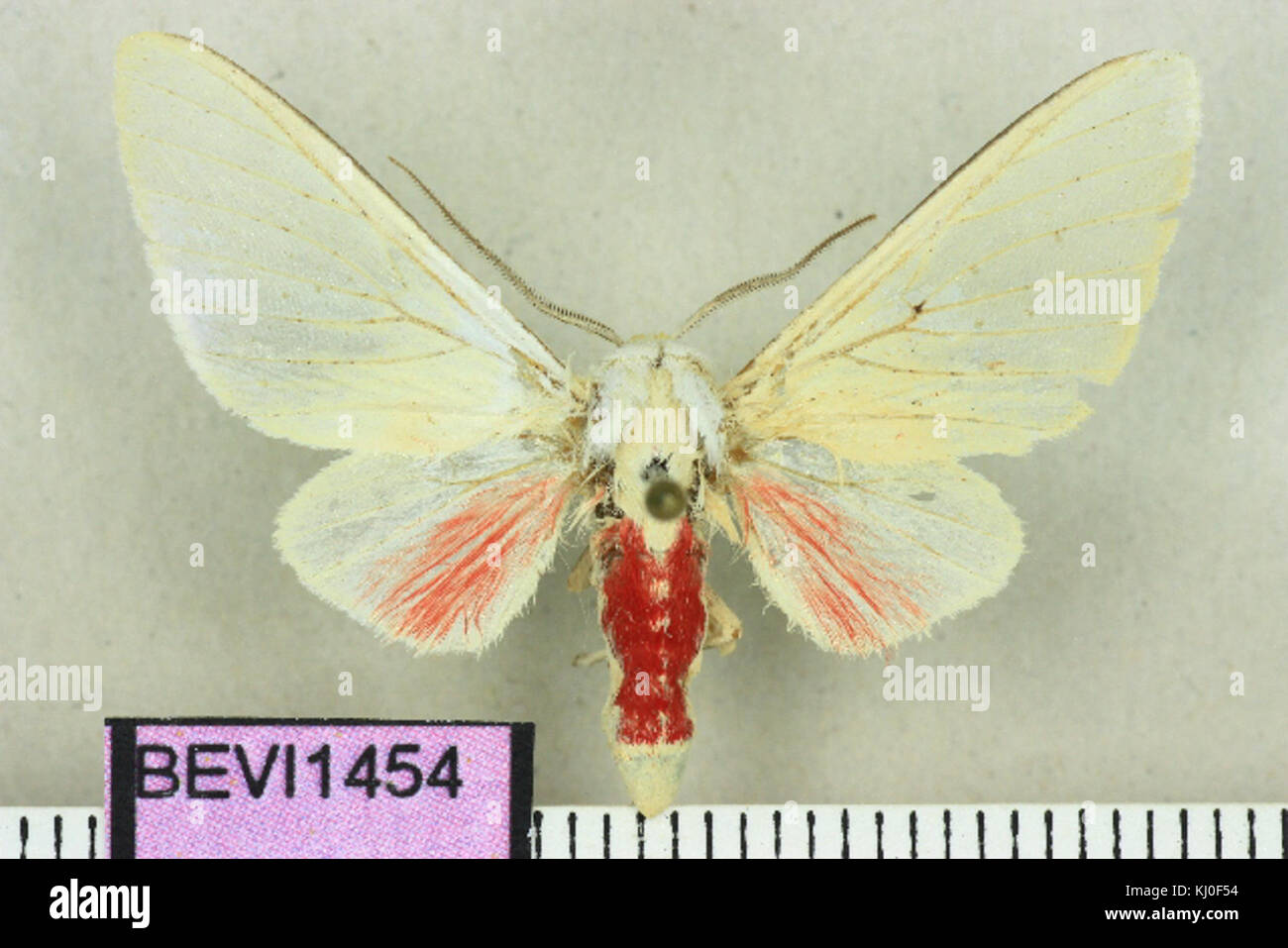 Involuta hi-res stock photography and images - Alamy