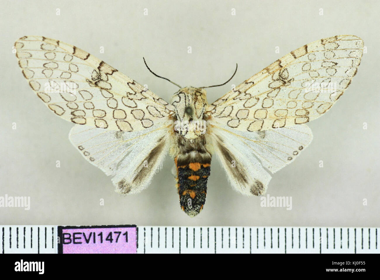 Ganglio hi-res stock photography and images - Alamy