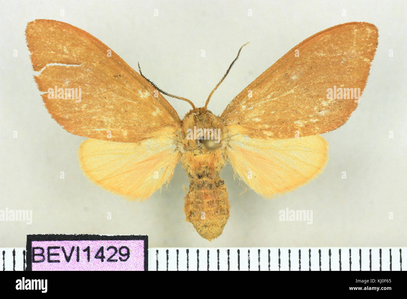 Symphlebia hi-res stock photography and images - Alamy