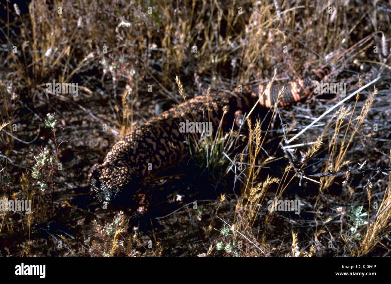 Gila monster reptile Stock Photo - Alamy