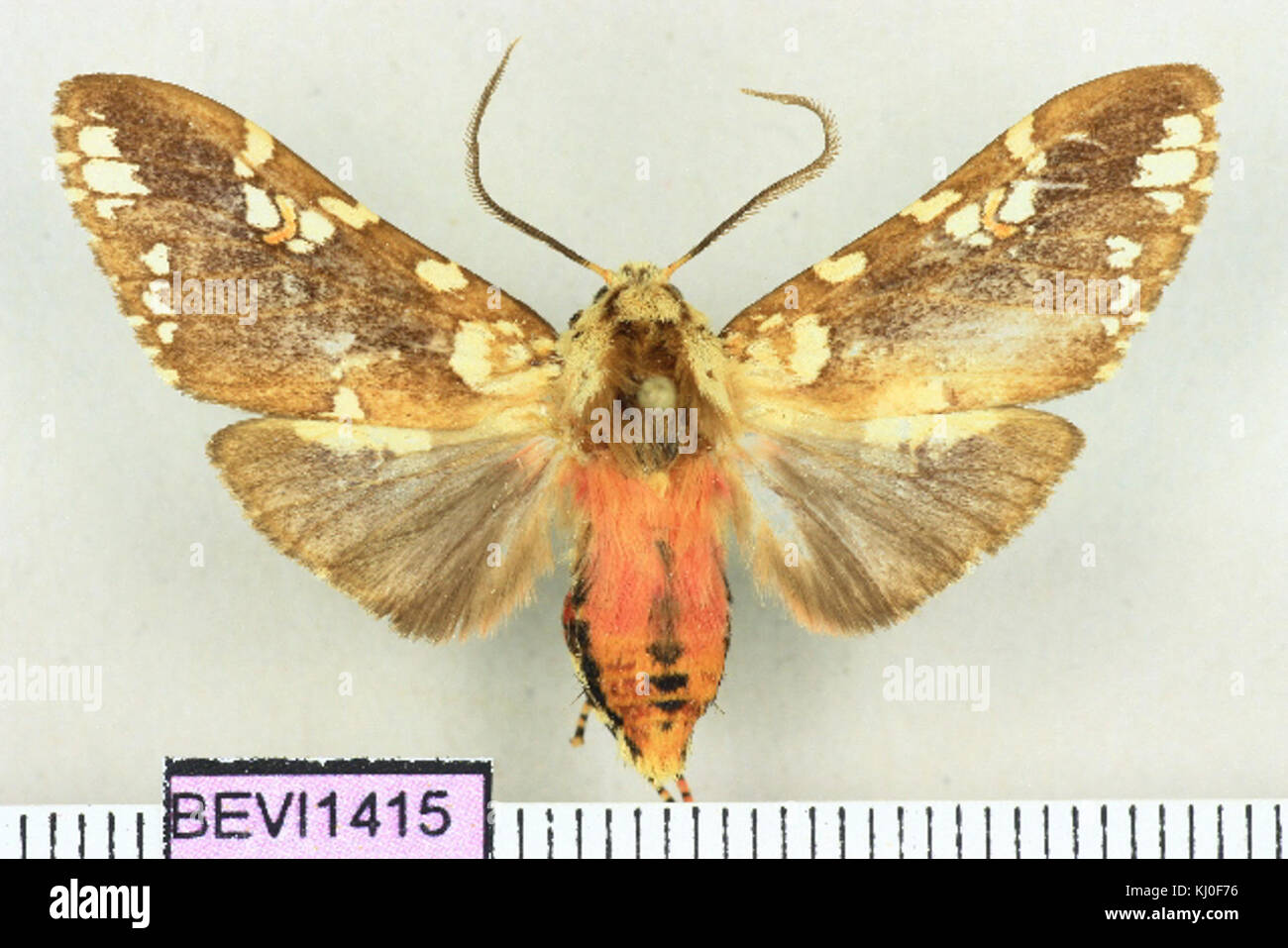 Ursina hi-res stock photography and images - Alamy