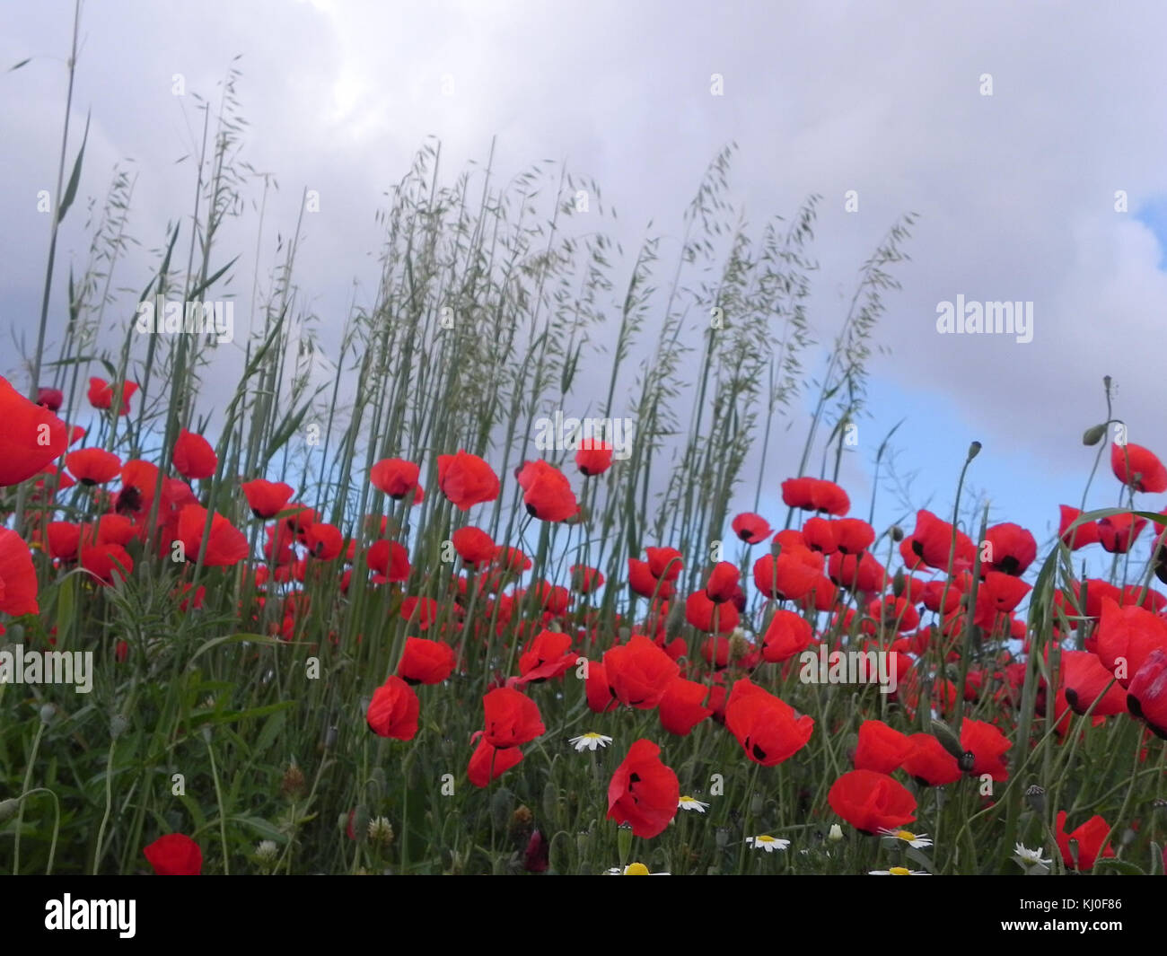 Israel 15906 Poppy Stock Photo - Alamy