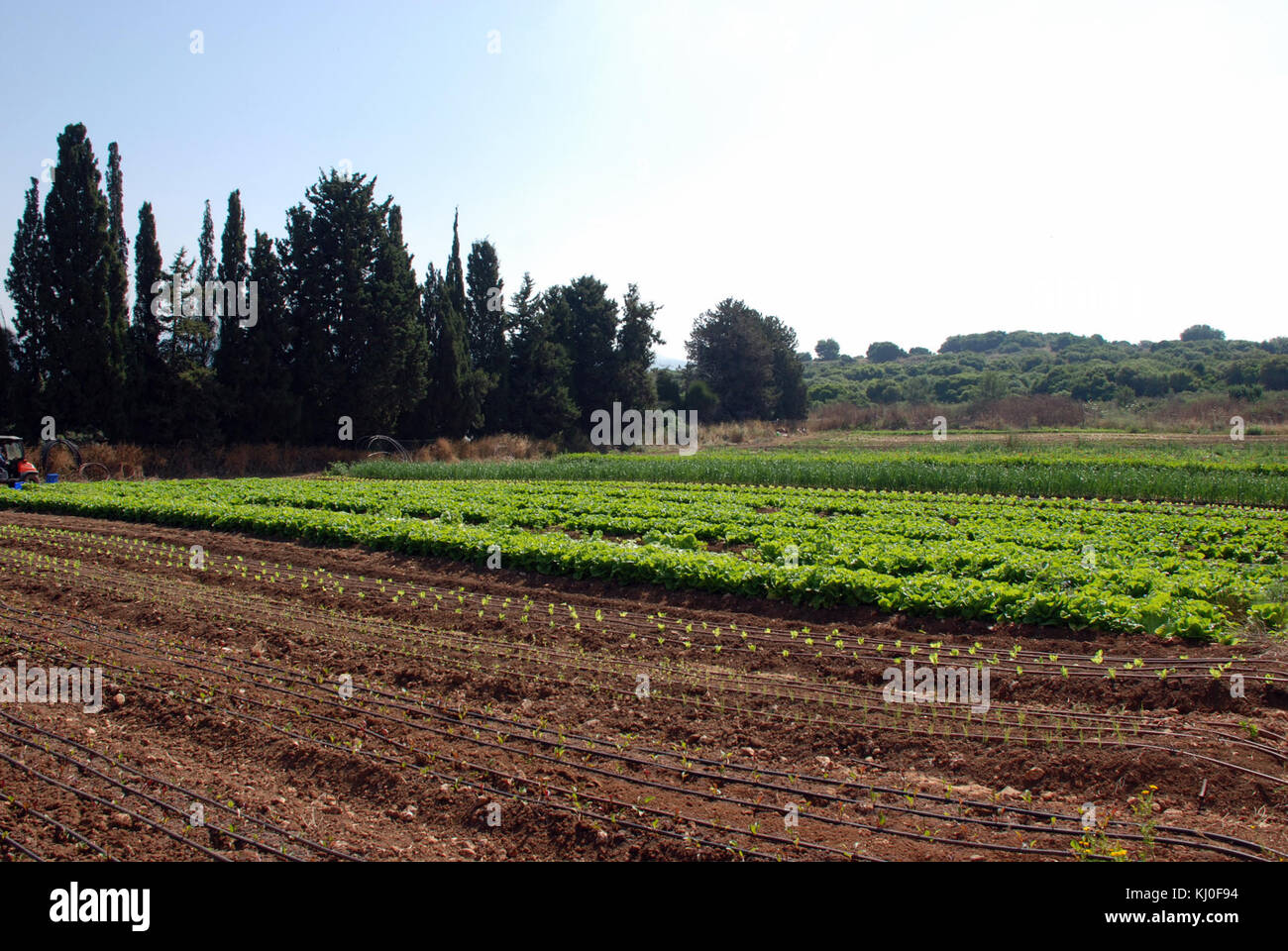 Israel 39937 Plants of Israel Stock Photo - Alamy