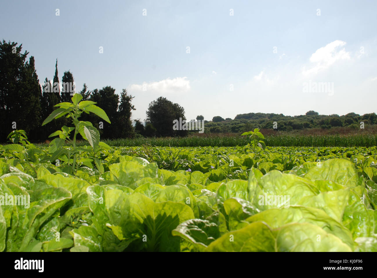 Israel 39943 Agriculture in Israel Stock Photo - Alamy