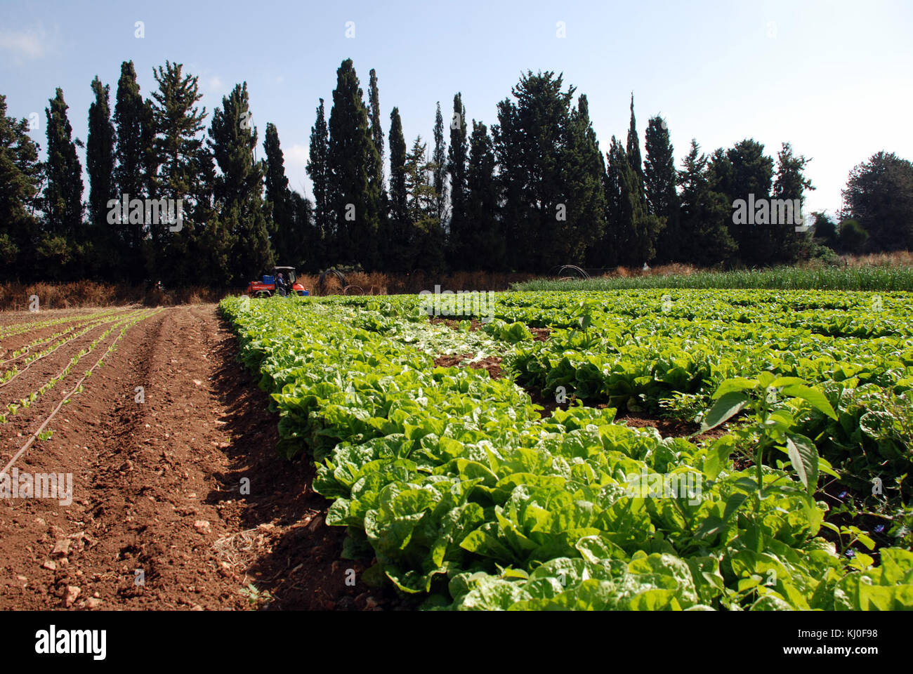 Israel 39946 Agriculture in Israel Stock Photo - Alamy
