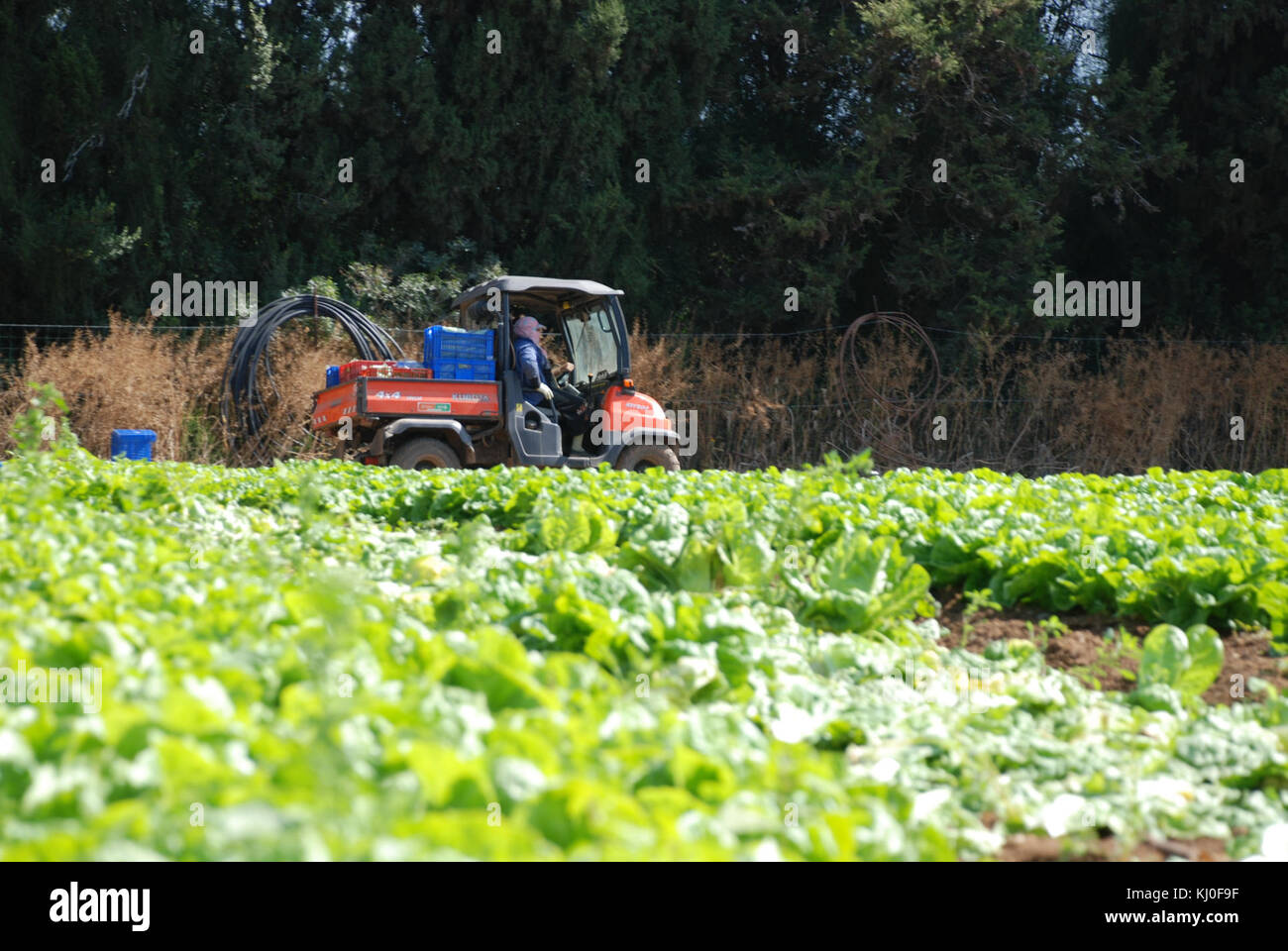 Israel 39947 Agriculture in Israel Stock Photo - Alamy